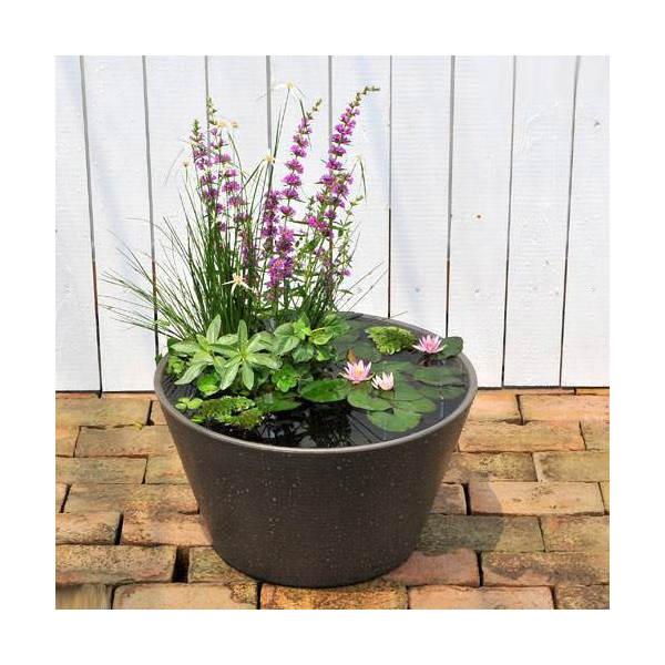 _aqua　sfset　_gardening　スイレン　睡蓮　栽培　育て方　ビオトープ　鉢　ガーデニング　水辺植物　スイレンと鉢のセット　はじめての睡蓮セット　温帯性　set_wmedaka　はじめての睡蓮栽培セット　メダカ付　starts...