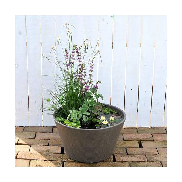 _aqua　sfset　_gardening　スイレン　睡蓮　栽培　育て方　ビオトープ　鉢　ガーデニング　水辺植物　スイレンと鉢のセット　はじめての睡蓮セット　温帯性　set_wmedaka　はじめての睡蓮栽培セット　メダカ付　starts...