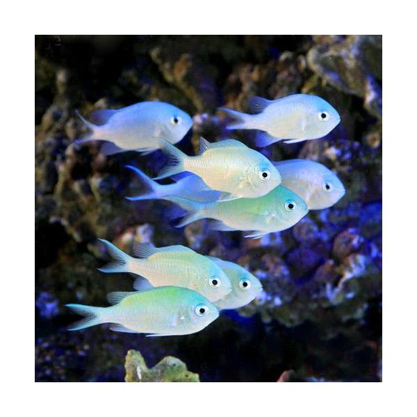 ◎　kaisui73　_aqua　海水　海水生体　海水魚　ダムセル　m_damselfish　debaviridis141003　kaisui_transparent　festenaplapdXmrfish　y22m01　pus2501le...