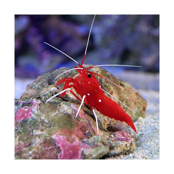 sfset　_aqua　◎　kaisui73　p_disease　海水　海水生体　エビ・カニ他　m_shrimp　ホワイトソックス　kaijyo　bnssal　xms2wp8ug4q海水　xm2p8g_whikai　kmwr_ma_ebi　...