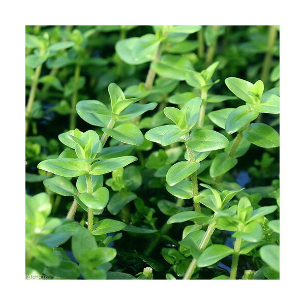 PF_SPQ　_aqua　_gardening　熱帯魚　Bacopa　水草　後景草　丸い　all_plantstfkn3ater_Bacopa　水上葉_バコパ　wp_kywrd　W　バコパwptop3_190828　3wptop200311...