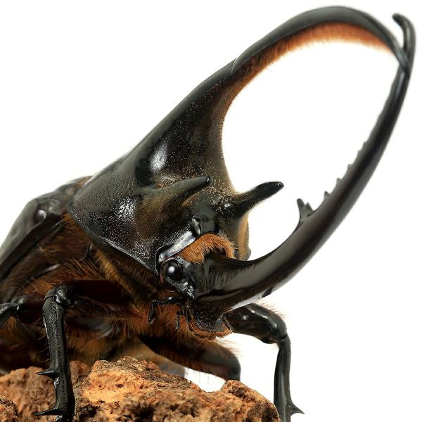 PF_SPQ　_insect　sfset　▲カブト　ダイナステス　カブト・クワガタ・用品　カブトムシ・クワガタ　外国産カブト(成虫)　youchi