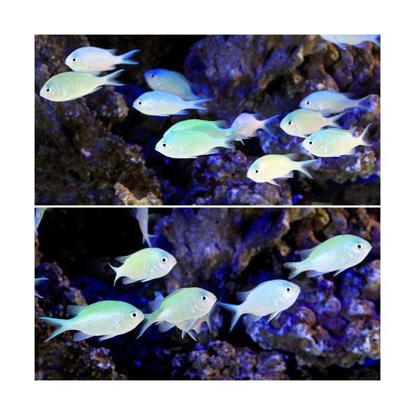 _aqua　◎　kaisui73　海水　海水生体　海水魚　ダムセル　m_damselfish　debaviridis141003　b5m_sei　kaisui_transparent　seitai2106　sns2106fishcoupon...