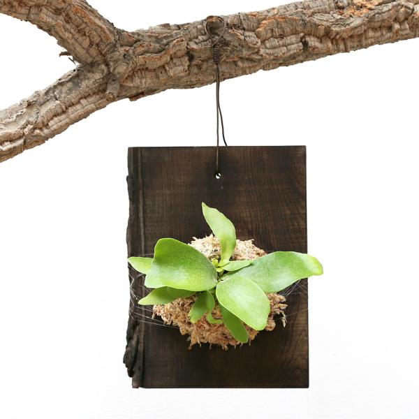 メーカー：用品+生体植物セット workshop　ワークショップキット　wstaikenkit　ガーデニング　観葉植物　インテリア・雑貨　グリーン　焼板　焼栗板　ハンギング　ワークショップ　体験　おうち　お家　leaf_ws　2021110...