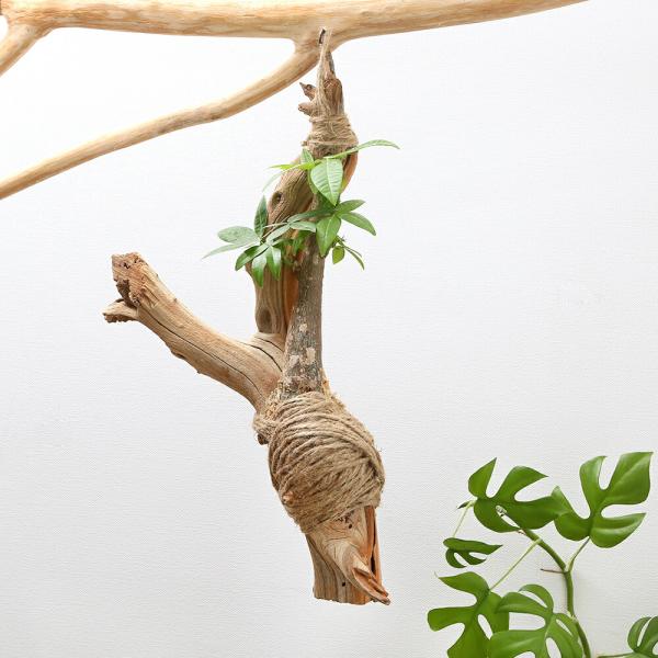 メーカー：用品+生体植物セット workshop　ワークショップキット　wstaikenkit　ガーデニング　観葉植物　インテリア・雑貨　グリーン　焼板　焼栗板　ハンギング　ワークショップ　体験　おうち　お家　leaf_ws　2021120...