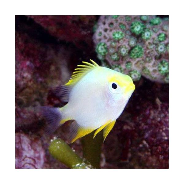◎　kaisui73　海水　海水生体　海水魚　スズメダイ　m_damselfish　ナミスズメ　yncSnFUL_kisi　wmaioh　ogrwha　ghrubfa　damusesa0609　kaijyo　bnr_bgnrkisi　fes...