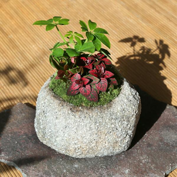 メーカー：用品+生体植物セット workshop　ワークショップキット　リーフコーポレーション　リーフコーポ　リーフ　ＬＥＡＦ　Corp　Corporation　wstaikenkit　苔盆栽　抗火石鉢植え　ガーデニング　観葉植物　インテリ...