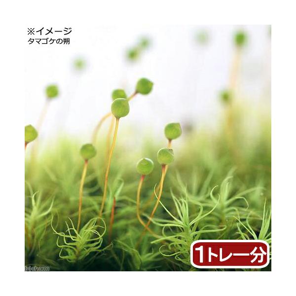 paludariumplants　パルダリウム　テラリウム　line2462terarium　コケシリーズ　aquaterrarium　ガーデニング　観葉植物　苔　all_plants　両爬向き植物　盆栽　ビバリウム　アクアテラリウム　玉苔...