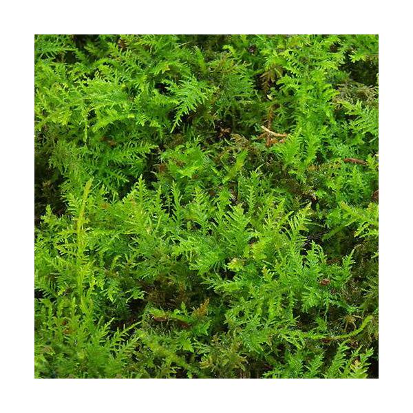 paludariumplants　パルダリウム　テラリウム　line2462terarium　コケシリーズ　aquaterrarium　ガーデニング　観葉植物　苔　all_plants　両爬向き植物　盆栽　ビバリウム　アクアテラリウム　忍苔...