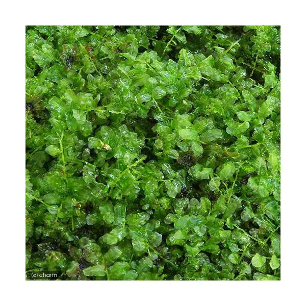 paludariumplants　パルダリウム　テラリウム　line2462terarium　_kame　_hachu　ココケシリーズ　aquaterrarium　ガーデニング　観葉植物　苔　all_plants　両爬向き植物　盆栽　ビバリ...