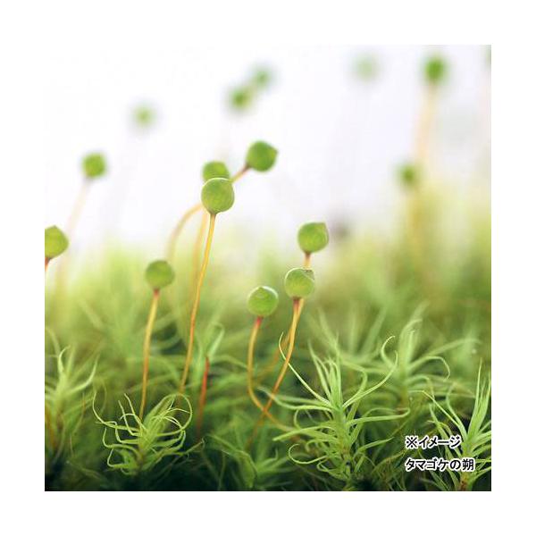 paludariumplants　パルダリウム　テラリウム　line2462terarium　コケシリーズ　aquaterrarium　ガーデニング　観葉植物　苔　all_plants　両爬向き植物　盆栽　ビバリウム　アクアテラリウム　玉苔...