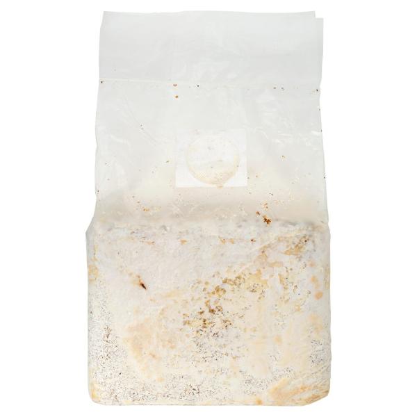 メーカー：(株)リーフ Leaf Corp 菌糸ブロック　カワラ菌糸　coollogist　夏季クール対応　冷蔵★菌糸ブロック　ＸＬ−ＰＯＴ　カワラタケ　３５００ｃｃ　１本　別途クール手数料　常温商品同梱不可　2250002819393　2...