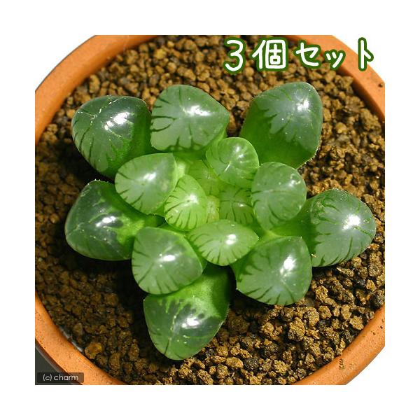 ガーデニング　サボテン・多肉植物植物　ハオルチア　インテリア　ホワイトデー特集ガーデニング　taniku0720　all_plants　育て方　育成方法　栽培方法　観葉植物　多肉　多肉植物　カクタス　シャボテン　仙人掌　creategard...