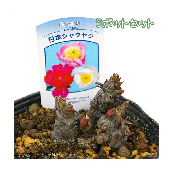 ガーデニング　ハーブ　ガーデニング　野菜／果物・ハーブ　emporio　観葉植物　all_plants　育て方　育成方法　栽培方法　Usefulplants_管理用　japanherb254m