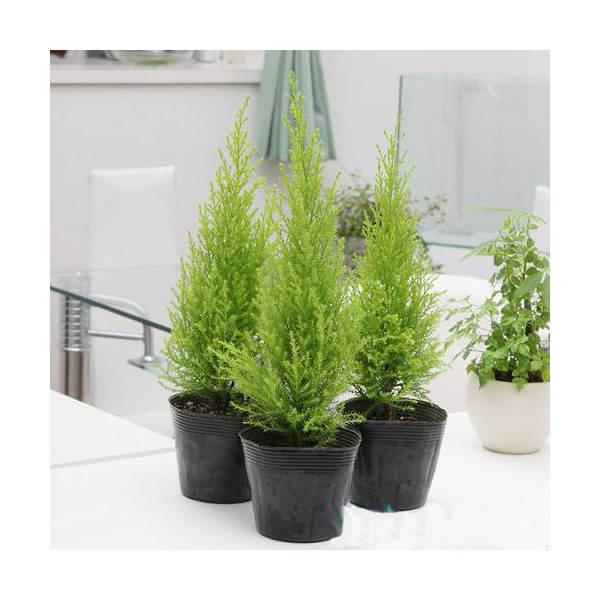 _interior　ガーデニング　観葉植物　コニファー　ゴールドクレストシリーズ　ウィルマ　xmas_plants1102　xmas_pro1224　20110617　ＨＴ　コニファーシリーズ　kaijyo　goldcrest　Gクレスト　...