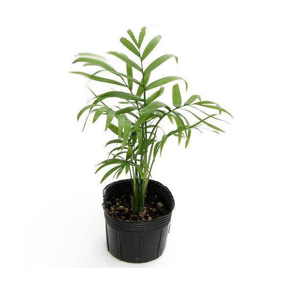 paludariumplants　観葉　邑楽店　_gardening　観葉植物　ガーデニング　ビバリウム　アクアテラリウム　パルダリウム　両爬向き植物　ヤシ科　カマエドレア属　Chamaedoreo　elegans　カマエドレア　チャメドレ...