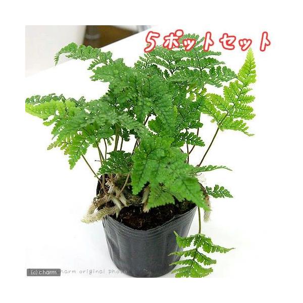 観葉植物　ガーデニング　園芸　山野草　盆栽　ビバリウム　アクアテラリウム　パルダリウム　着生シダ　シノブ科シノブ属　キクシノブ属　ダバリア　Humata　tyermannii　Davallia　mariesii　常緑多年草　常盤忍　シダ植物...