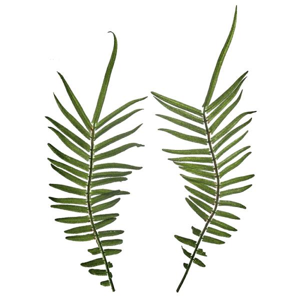 メーカー：マメデザイン レビルクイーン　レビルフェイクプランツ　ファーンバイン　4571252972804　20221221　y22m12　Y.K.　ガーデニング　園芸　園芸用品　インテリア・雑貨　ギフト　抗菌　消臭　防汚　人工　観葉植物　...