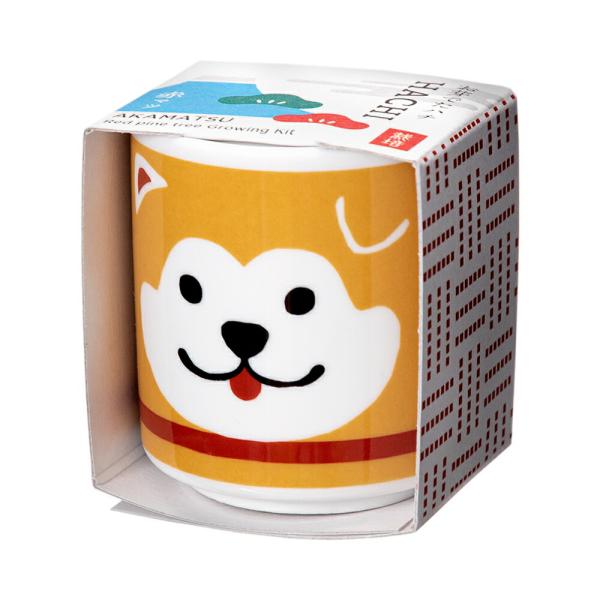 メーカー：聖新陶芸 聖新陶芸　お芽でたおちょこ　ハチ　茶　赤松　4528757039020　20230217　ｙ23ｍ02　mura　ガーデニング　園芸　ガーデニング用品　園芸用品　キッチンガーデン　インテリア・雑貨　グリーン　栽培　セット...