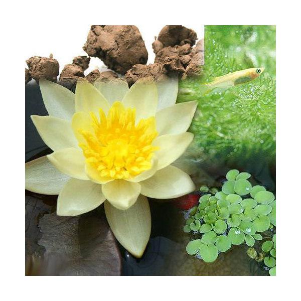 スイレン　睡蓮　栽培　育て方　ビオトープ　ガーデニング　水辺植物　黄　温帯性　set_hime_yellow　set_wmedaka　鉢なしセット　鉢なしセット姫スイレン　20100506　TT　note0307　gar0712_suire...