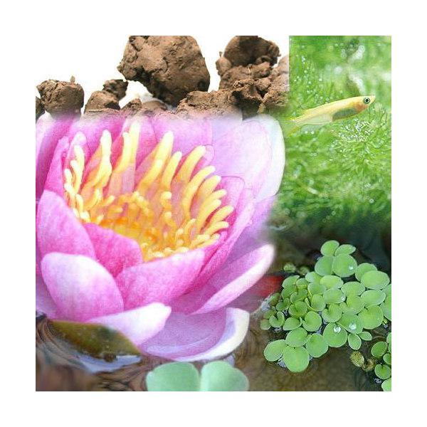 スイレン　睡蓮　栽培　育て方　ビオトープ　ガーデニング　水辺植物　桃　温帯性　set_ontai_pink　set_wmedaka　鉢なしセット　鉢なしセットスイレン　20100506　TT　note0307　CNH　startset_su...