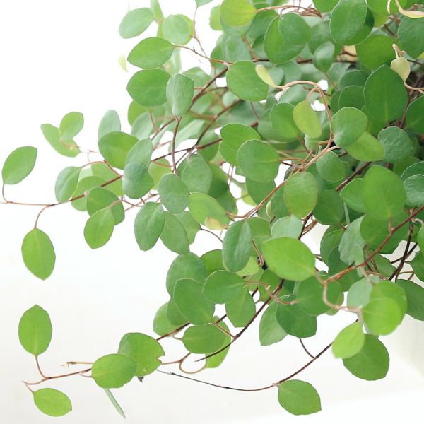 観葉植物　ガーデニング　ビバリウム　アクアテラリウム　パルダリウム　両爬向き植物　つる性　匍匐性　タデ科　ミューレンベッキア属　Muehlenbeckia　axillaris　complexa　ワイヤーバイン　ワイヤープランツシリーズ　這性...