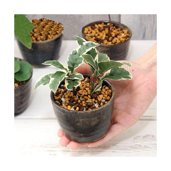 _gardening　_interior　ガーデニング　emporio　all_plants　花　苗　f_yoseue　masikoyakiue　int_bonsai　masiko_plants　masiko_sanya　私のオアシスシリー...