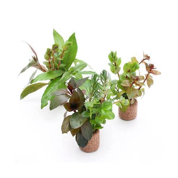 熱帯魚　_wp　_aqua　水草　ライフマルチ　紅葉セット　おまかせ　水上葉　20101105　TT2　lifemulti_kouyou　kouyouset　omakase_omake　wp_kywrd　lifemultiseries　pi...