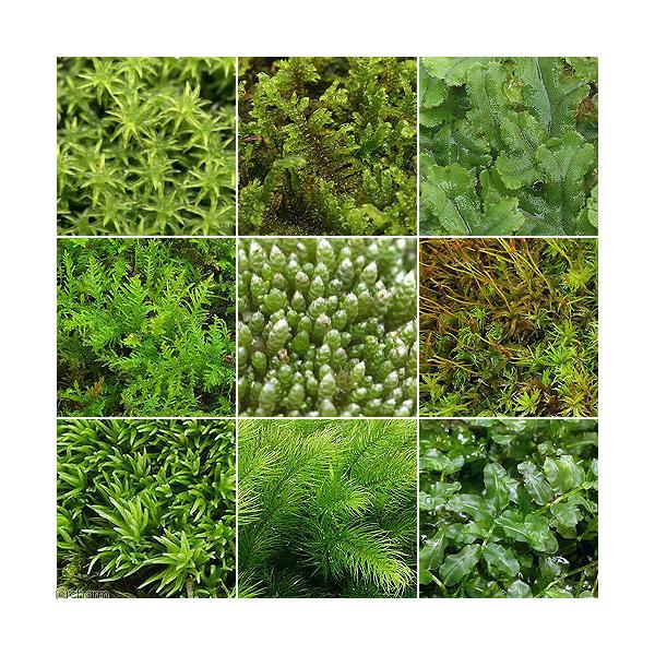 paludariumplants　パルダリウム　テラリウム　line2462terarium　_kame　_hachu　aquaterrarium　ガーデニング　観葉植物　苔　all_plants　両爬向き植物　コケシリーズ　_garden...