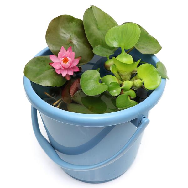 _aqua　金魚藻　ビオトープ　水辺植物　水生植物　浮葉植物　ホテイ草特集　水草　浮き草　ホテイソウ　ホテイアオイ　水玉　hotei＆medaka　all_plants　wp_kywrd　jkpcr22　hoteisou0309　ホテイ草　...