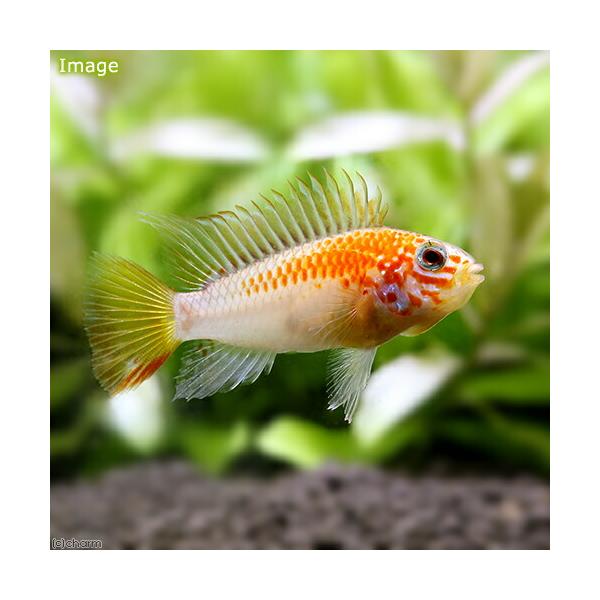 PF_SPQ　_aqua　熱帯魚・エビ他　シクリッド　種類で選ぶ　アピスト・ラミレジィ・他　アピストグラマ・マクマステリ　ゴールド　１ペア　fish_database　中南米産　Ａｐｉｓｔｏｇｒａｍｍａ　ｍａｃｍａｓｔｅｒｉ　ｖｉｅｊｉｔａ...