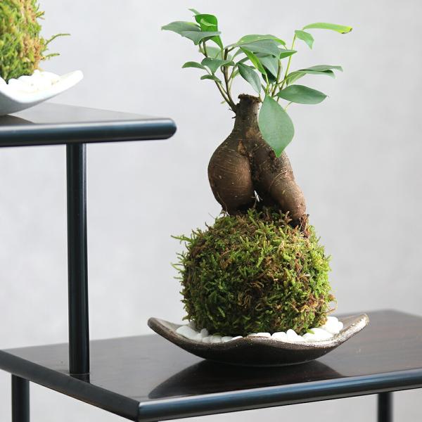 こけだま　苔玉　ガーデニング　コケ　苔　観葉植物　こけ玉　和　和風　侘び寂び　わびさび　Ｃbanner_kokedama　植物　植物生体　ガーデニング生体　育て方　育成方法　栽培方法　敬老の日　keirounohi　recommend_pl...