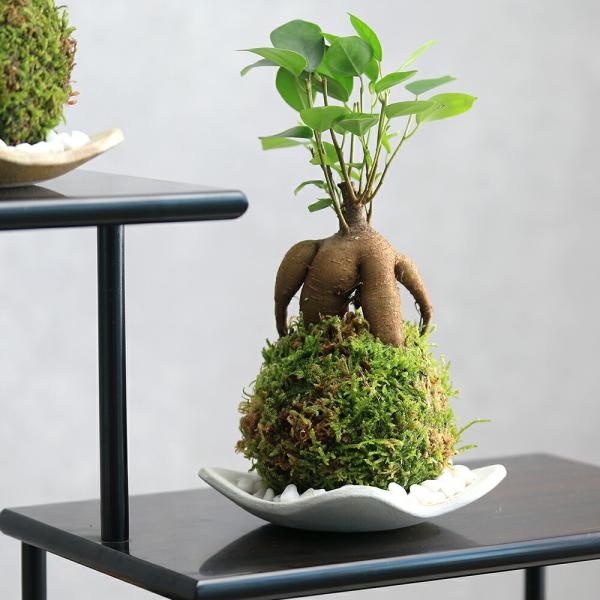 こけだま　苔玉　ガーデニング　コケ　苔　観葉植物　こけ玉　和　和風　侘び寂び　わびさび　Ｃbanner_kokedama　植物　植物生体　ガーデニング生体　育て方　育成方法　栽培方法　敬老の日　keirounohi　recommend_pl...