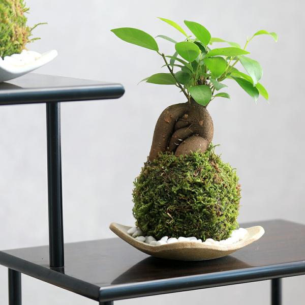 こけだま　苔玉　ガーデニング　コケ　苔　観葉植物　こけ玉　和　和風　侘び寂び　わびさび　Ｃbanner_kokedama　植物　植物生体　ガーデニング生体　育て方　育成方法　栽培方法　敬老の日　keirounohi　recommend_pl...