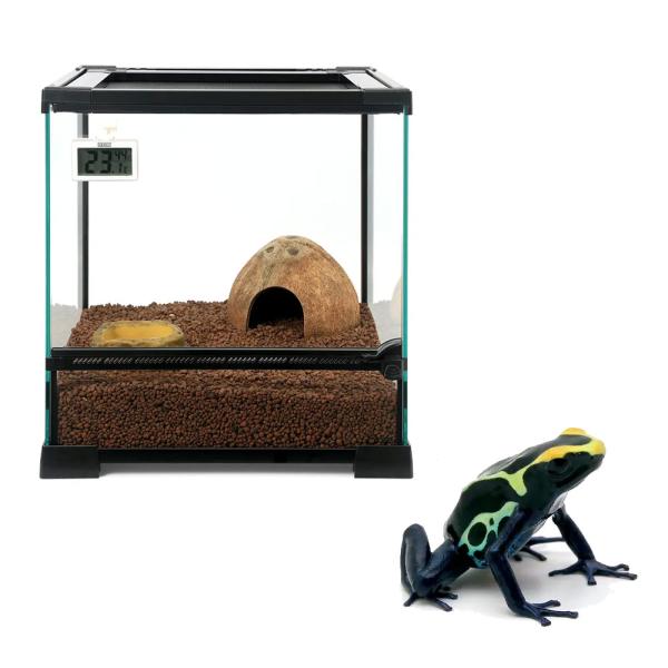 mlcp10rki　カエル　生体　_hachu　sfset　Dendrobatidae　オタマ　両生　両爬生体　amp_Frog　amp_Land_Frog　terra_seitai　kokuubinn_ng　Canada_dendro　p...