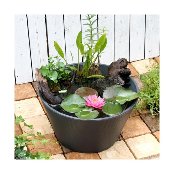 _gardening　_interior　sfset　_aqua　睡蓮鉢グレー　風山石と流木のレイアウトセット　０１　ビオトープ　ガーデニング　睡蓮セット　園芸用品　レイアウト　自然　睡蓮　スイレン　水辺植物　20180613　ＫＫ　メダカ...