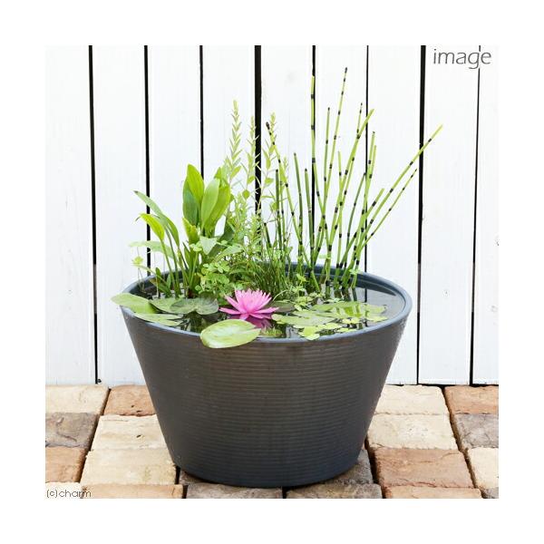 _gardening　_interior　sfset　_aqua　睡蓮鉢グレー　風山石と流木のレイアウトセット　０３　ビオトープ　ガーデニング　園芸用品　レイアウト　自然　睡蓮　スイレン　水辺植物　20180812　ＫＫ　メダカ　あぜなみレ...