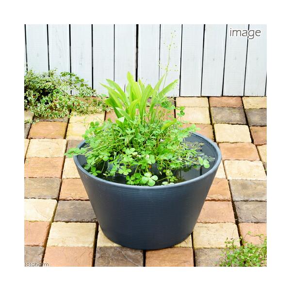 _gardening　_interior　sfset　_aqua　睡蓮鉢グレー　風山石と流木のレイアウトセット　04　ビオトープ　ガーデニング　園芸用品　レイアウト　自然　睡蓮　スイレン　水辺植物　20190605　KK　メダカ　あぜなみレ...