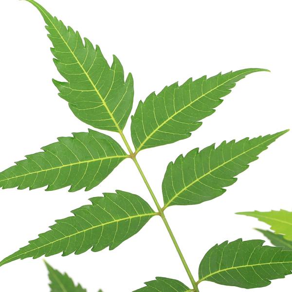 観葉植物　_gardening　mushiyoke_plants　musikonai_pio　ガーデニング　ハーブ　ニーム　ニーム苗　苗　蚊　除虫草　虫よけ　虫除けの木　虫除け植物シリーズ　ニームの木　インドセンダン　Azadirachta...