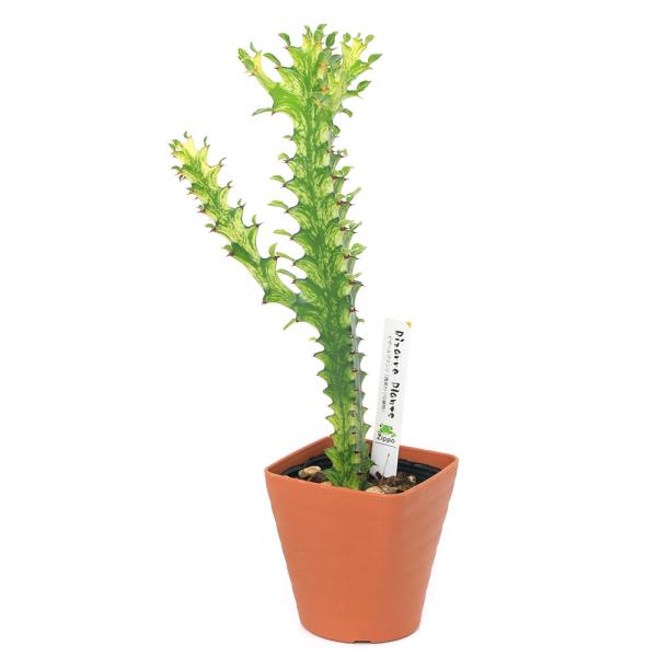 観葉植物　_gardening　mushiyoke_plants　musikonai_pio　ガーデニング　育て方　育成方法　栽培方法　Ｅｕｐｈｏｒｂｉａ　ｔｒｉｇｏｎａ　Ｙｅｌｌｏｗ　トウダイグサ科ユーフォルビア属　常緑多年草　東南アジア...