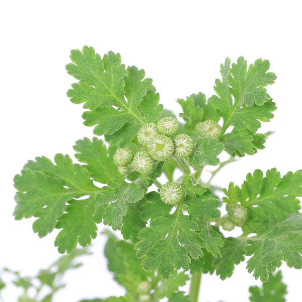 観葉植物　_gardening　ガーデニング　ハーブ　苗　herbpot_series　育て方　育成方法　栽培方法　観葉植　opa2_delete　ナツシロギク　マトリカリア　ワイルドカモマイル　キク科カモマイル属　Ｃｈｒｙｓａｎｔｈｅｍｕ...