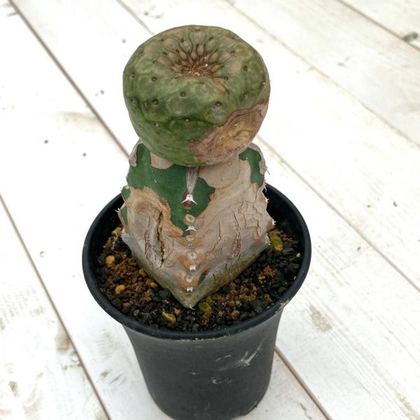 観葉植物　_gardening　_hachu　sfset　ガーデニング　サボテン・多肉植物　インテリア　tanikuplapot_series　植物　植物生体　ガーデニング生体　ビバリウム　アクアテラリウム　パルダリウム　トウダイグサ科ユー...