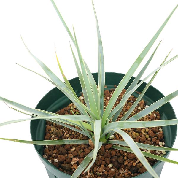 観葉植物　_gardening　ガーデニング　多肉植物　ビバリウム　苗　鉢植え　ポット　ガーデニング生体　育て方　育成方法　栽培方法　管理方法　植物　植物生体　090list　園芸　opa2_delete　Ｙｕｃｃａ　ｒｏｓｔｒａｔａ　キジ...