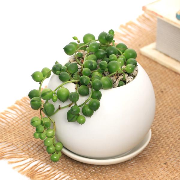 観葉植物　園芸　ガーデニング　多肉植物　ビバリウム　アクアテラリウム　パルダリウム　両爬向き植物　陶器鉢植えシリーズ　toukibachikannyou_series　植物　植物生体　ガーデニング生体　pottery_plant_serie...