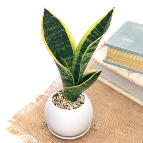 観葉植物　園芸　ガーデニング　多肉植物　ビバリウム　アクアテラリウム　パルダリウム　両爬向き植物　陶器鉢植えシリーズ　toukibachikannyou_series　植物　植物生体　ガーデニング生体　pottery_plant_serie...