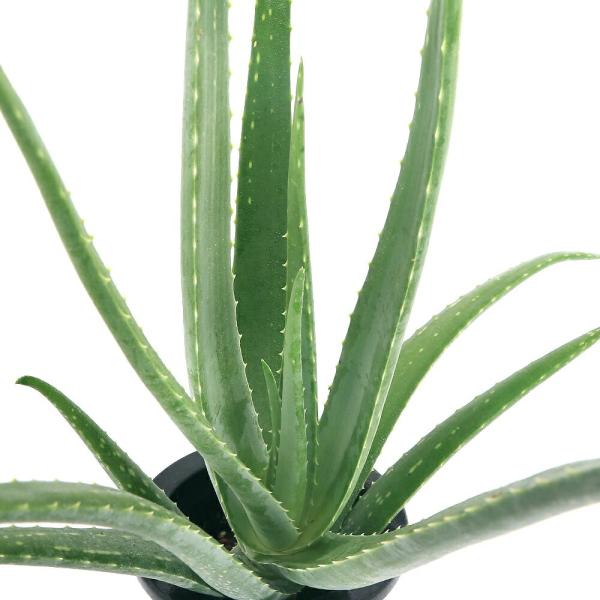 _gardening　ガーデニング　多肉植物　アロエ　aloe_series　food_succulent_series　ビバリウム　苗　鉢植え　ポット　ガーデニング生体　育て方　育成方法　栽培方法　管理方法　植物　植物生体　090list...