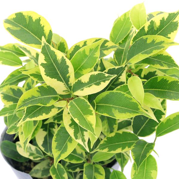 観葉植物　園芸　ガーデニング　ビバリウム　アクアテラリウム　パルダリウム　両爬向き植物　クワ科　イチジク属　Ficus　benjamina　'Lovely'　ベンジャミンゴムノキ　フィカスベンジャミナ　フィッカス　フィカス　ベンジャミン　_...