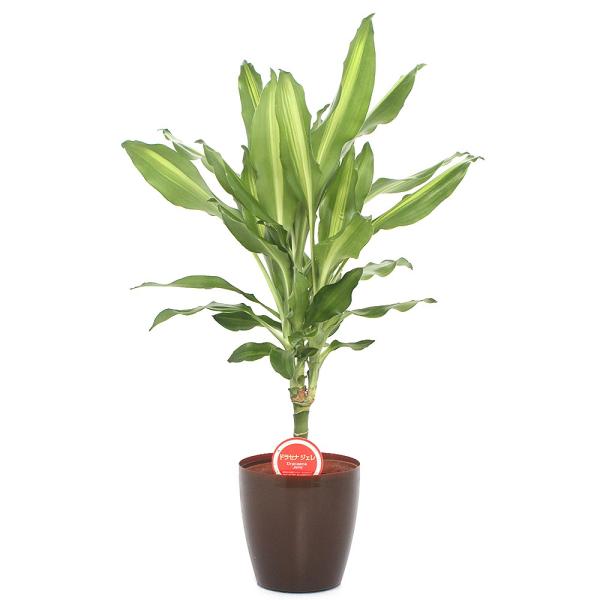 観葉植物　ガーデニング　リュウケツジュ　竜血樹　幸福の木　Dracaena　'Jelle'　Vand.　ex　L.　キジカクシ科ドラセナ属　低木　熱帯アフリカ　フラグランス　ステドネリ　変異株　ドラセナ　葉の色　バリエーション　開店祝い　幸...