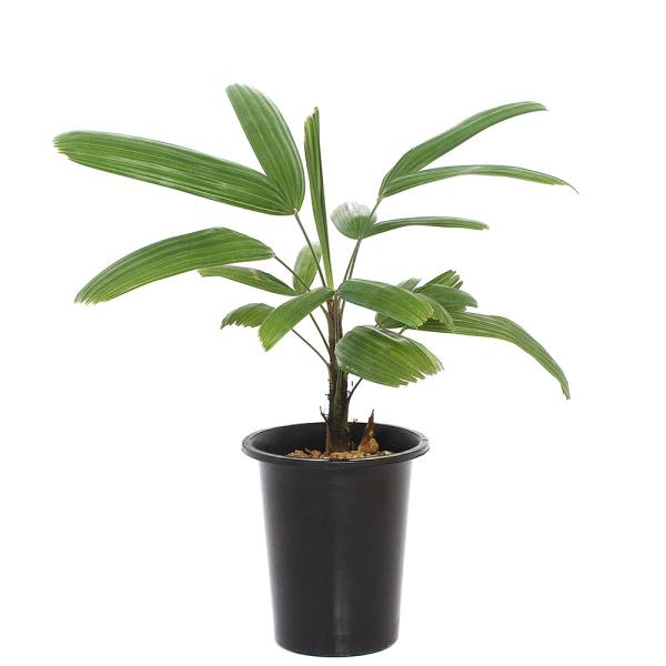 観葉植物　園芸　ガーデニング　ヤシ科ラピス属　カンノンチク属　観音竹　Rhapis　excelsa　リュウキュウシュロチク　古典園芸　常緑小低木　中国南部　東南アジア　陰性　インテリア　育て方　育成方法　栽培方法　opa2_delete　g...