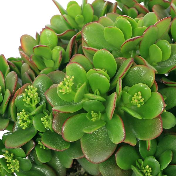 観葉植物　_kame　9　_hachu　_gardening　ガーデニング　サボテン・多肉植物　クラッスラ　花月　クラッスラシリーズ　金のなる木　カネノナルキ　tanikuplapot_series　なり金　育て方　育成方法　栽培方法　op...